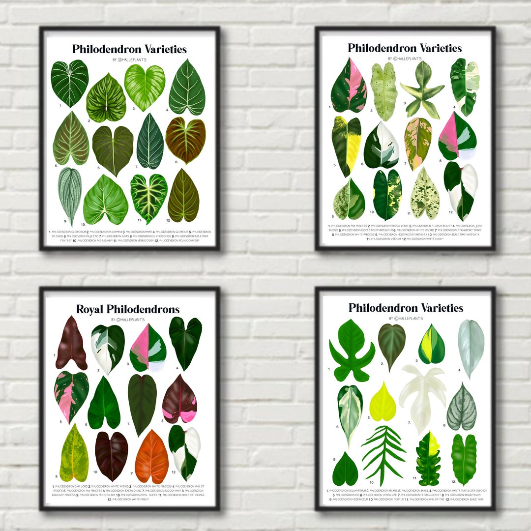 BUNDLE - 4 Philodendron Varieties - Plant Identification Charts ...