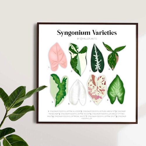 Philodendron Varieties Plant Identification Chart Digital | Etsy