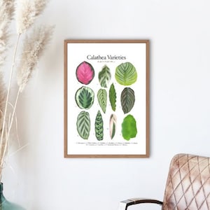 Calathea Varieties - Plant Identification Chart - Digital Download ...