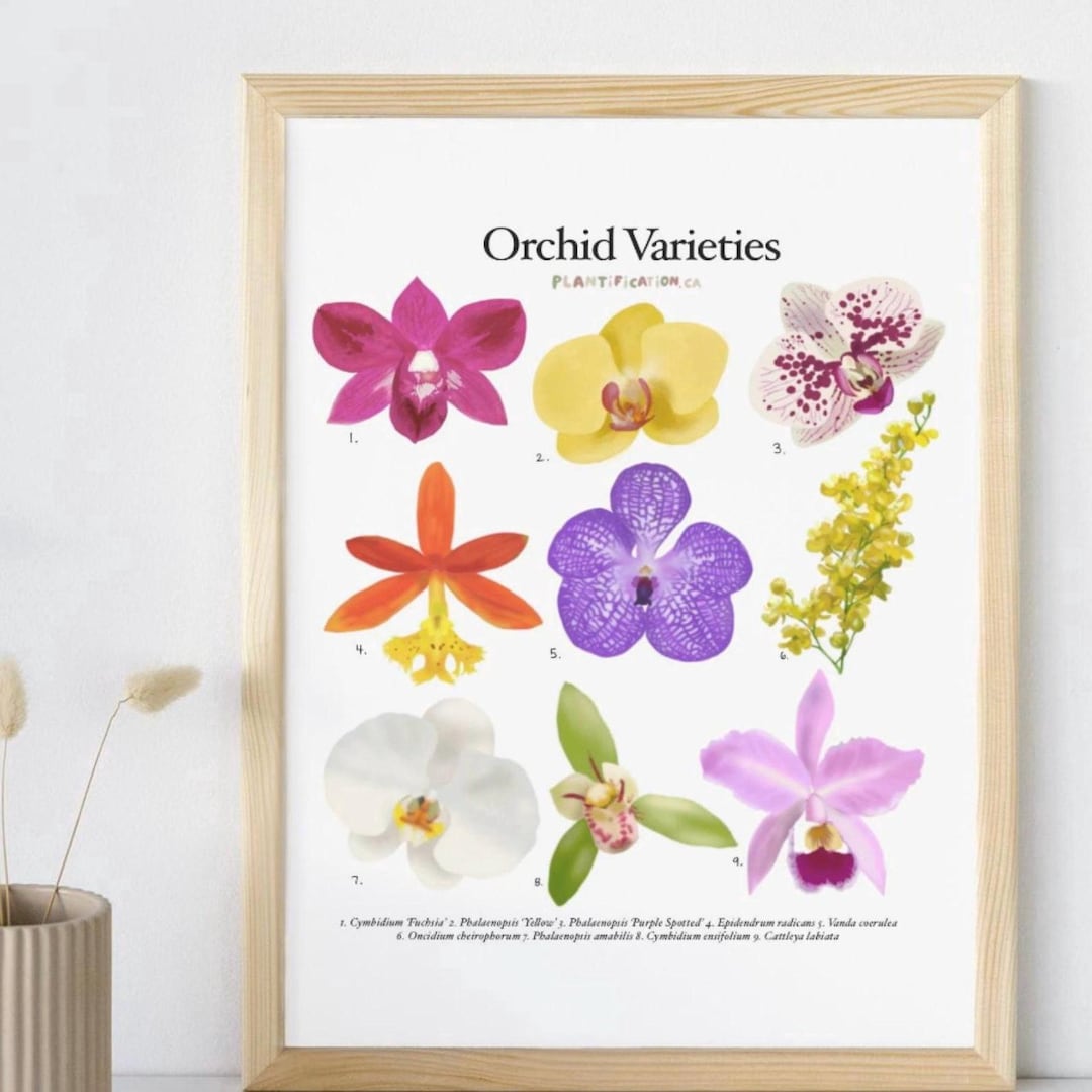 Orchid Varieties - Plant Identification Chart - Digital Download - Etsy