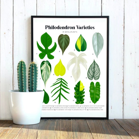 Philodendron Varieties Plant Identification Chart Digital | Etsy