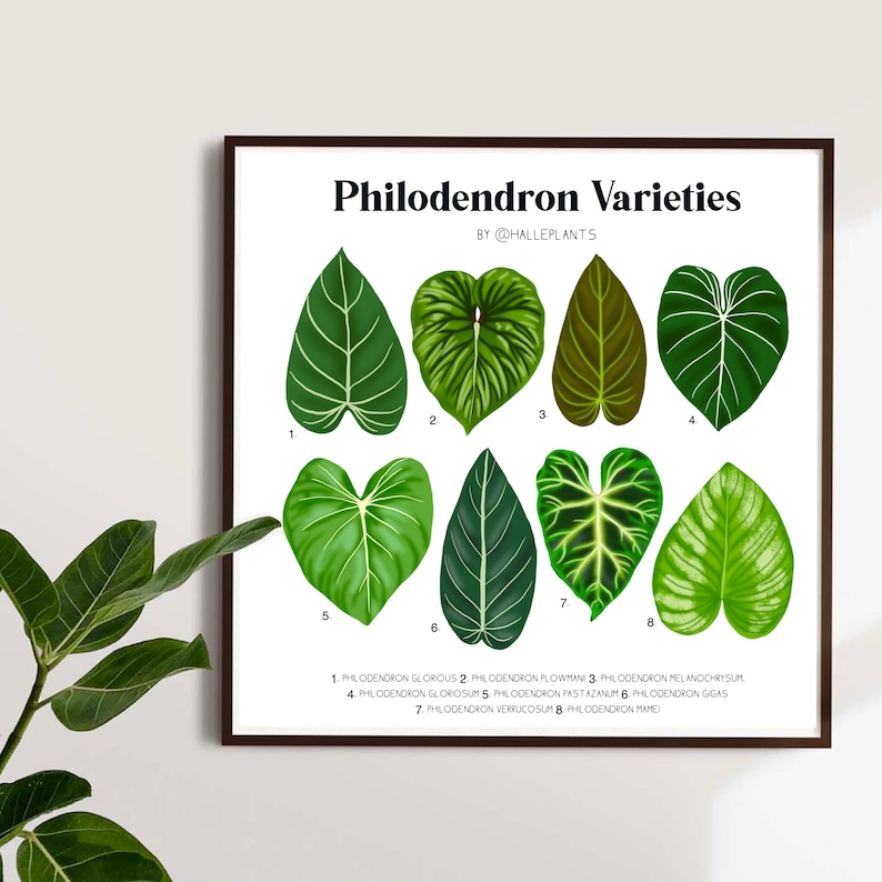 Philodendron Varieties - Plant Identification Chart - Digital Download ...