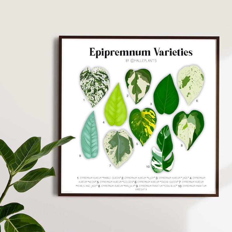 Epipremnum Varieties - Plant Identification Diagram - Digital Download ...