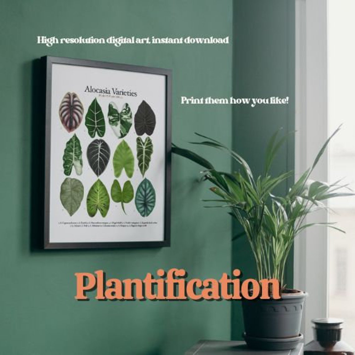 Alocasia Varieties - Plant Identification Chart - Digital Download ...