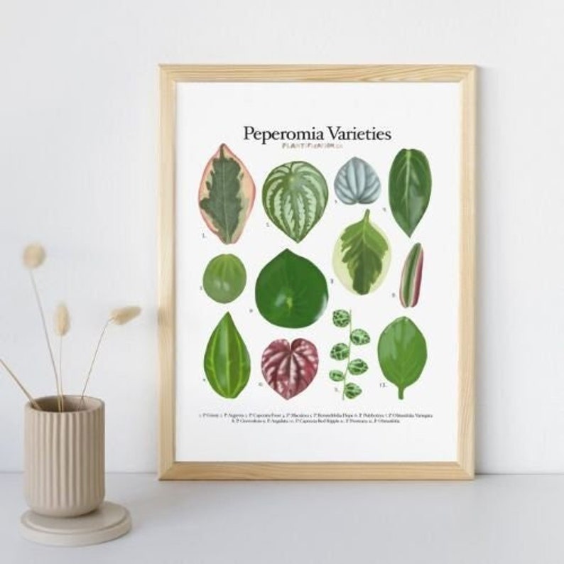 Peperomia Varieties - Plant Identification Chart - Digital Download - Etsy