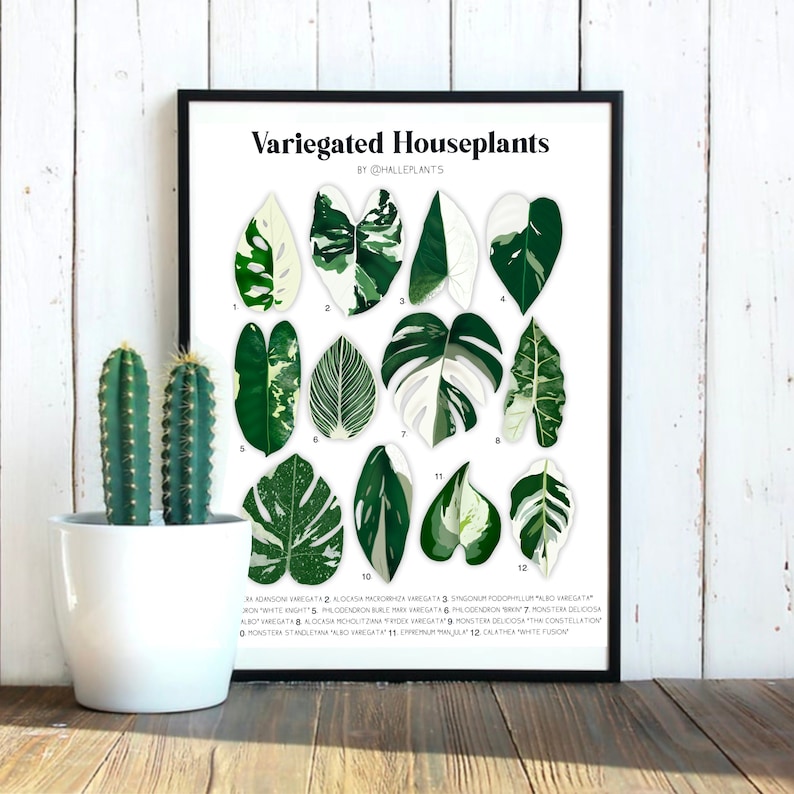Variegated Varieties Plant Identification Diagram Digital - Etsy