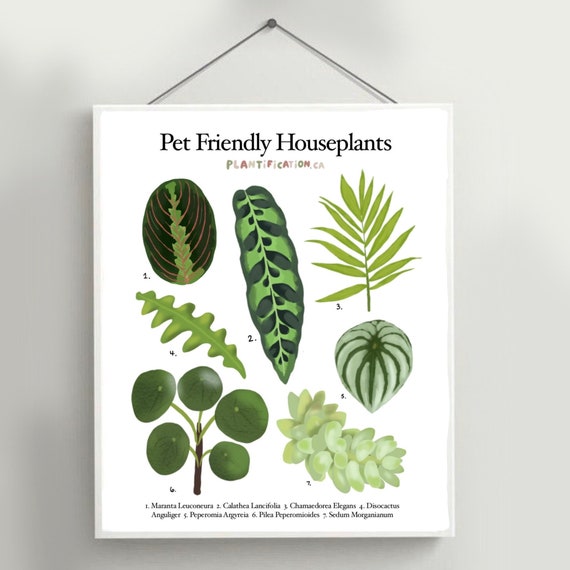 Houseplants Identification