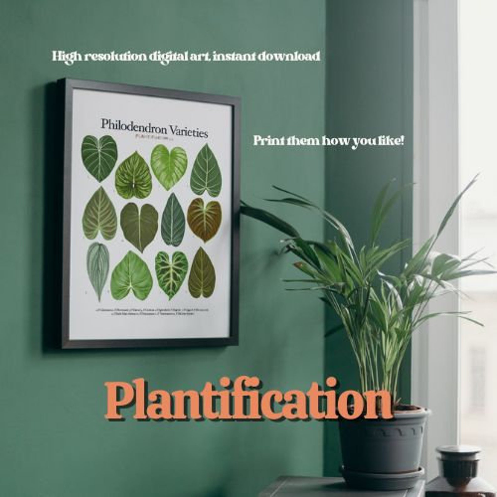 Velvet Philodendron Varieties Plant Identification Chart Digital ...