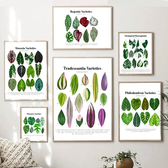 BUNDLE 16 Plant Identification Charts Digital Download | Etsy
