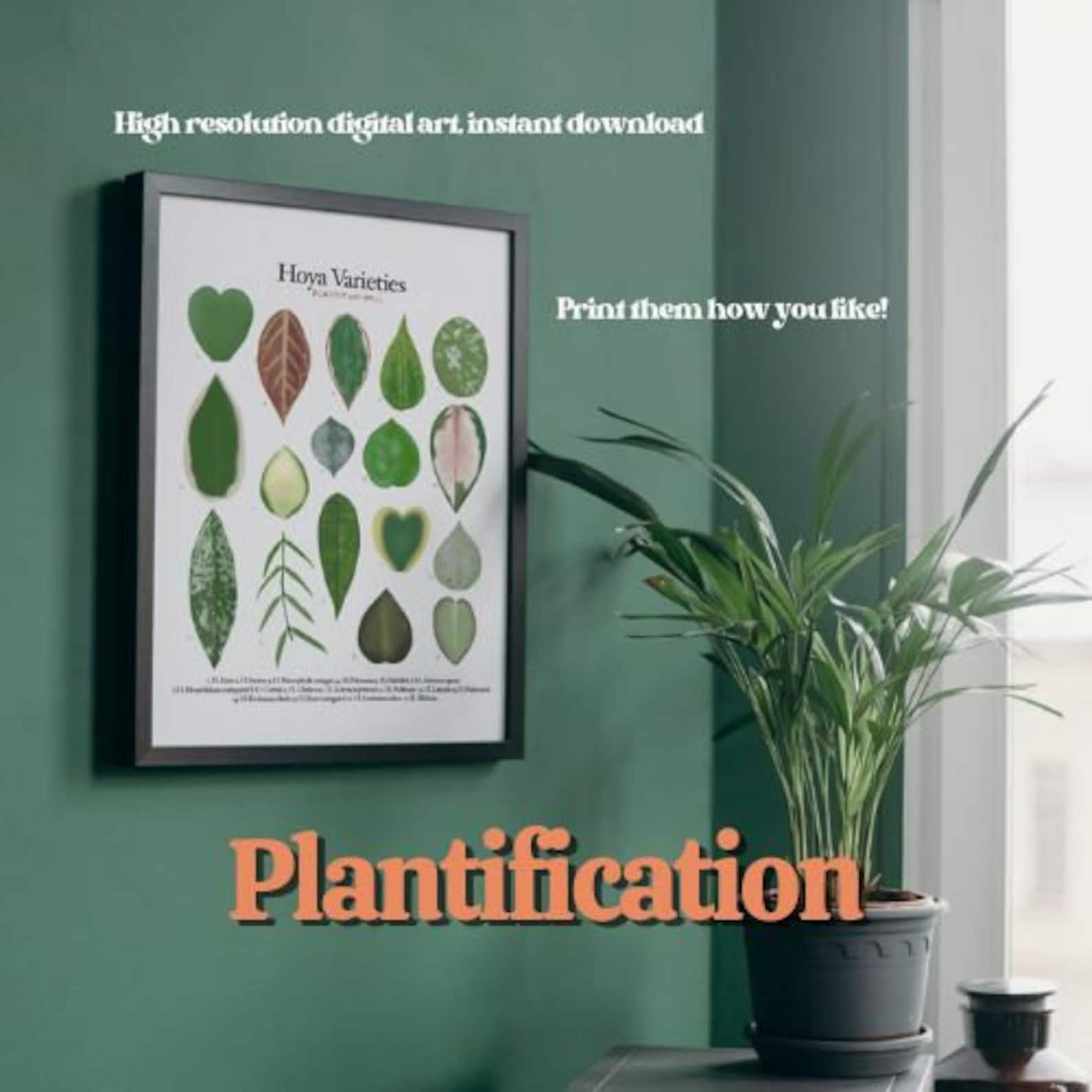 Hoya Varieties - Plant Identification Chart - Digital Download - Etsy