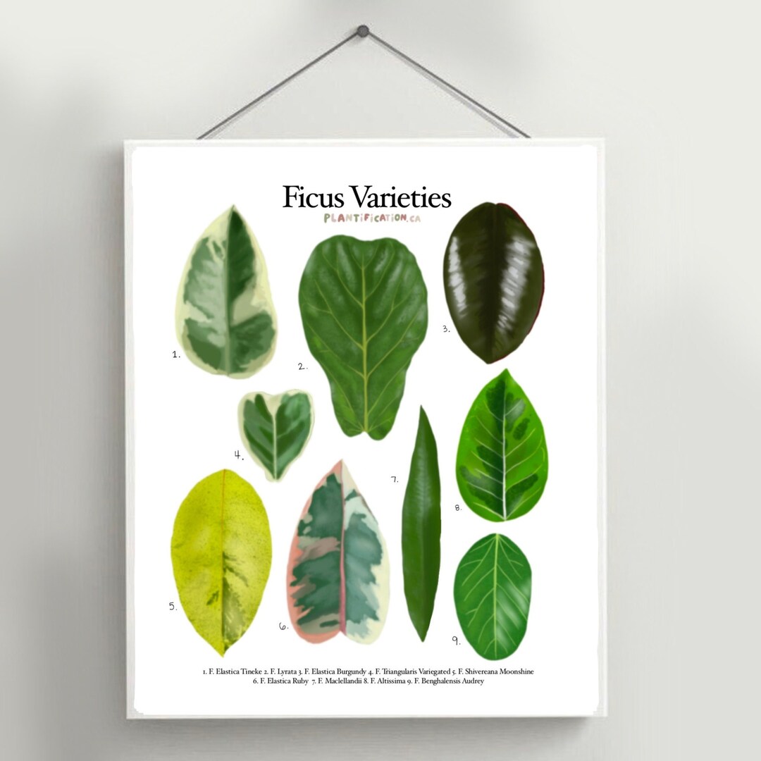 Ficus Varieties Plant Identification Chart Digital Download - Etsy
