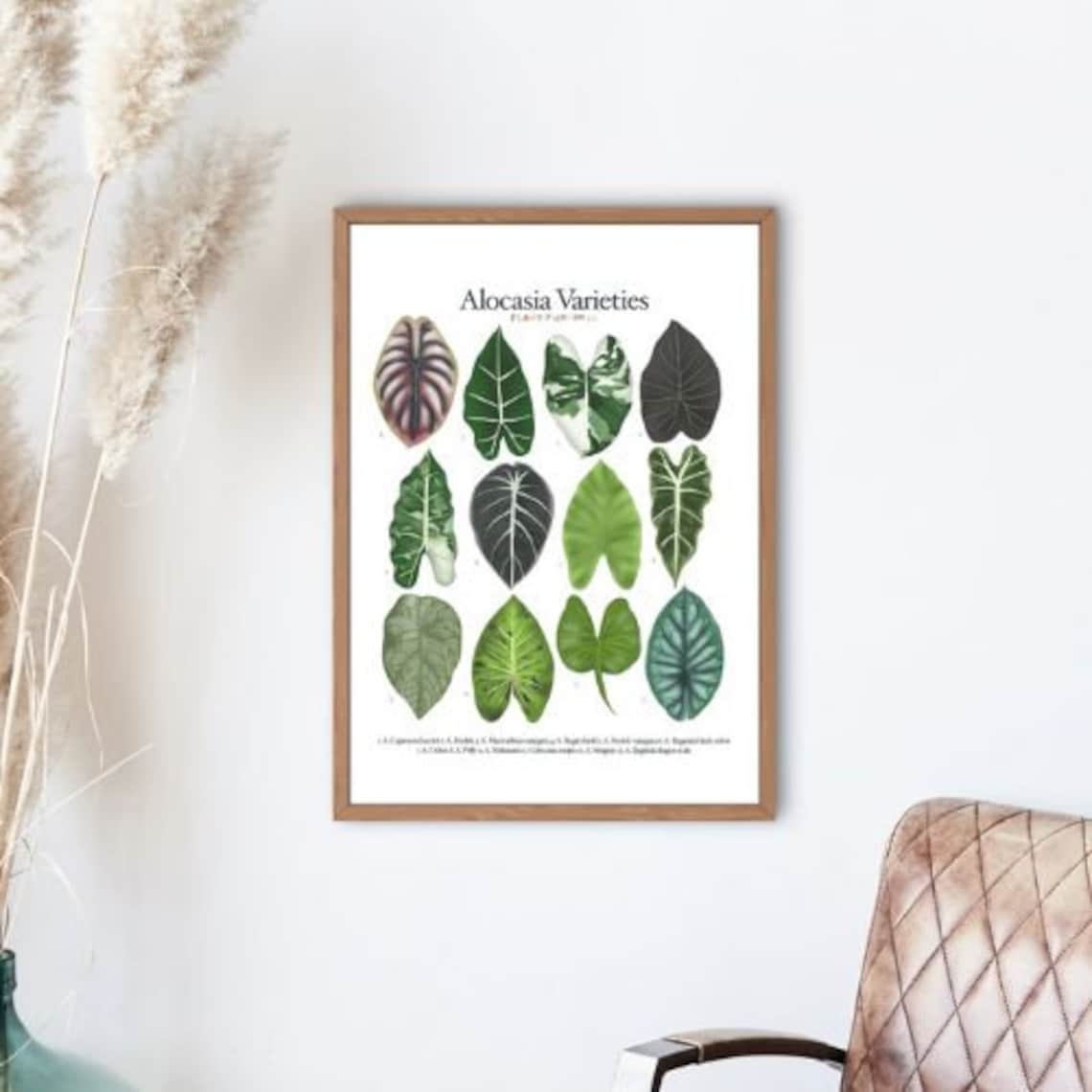 Alocasia Varieties - Plant Identification Chart - Digital Download ...