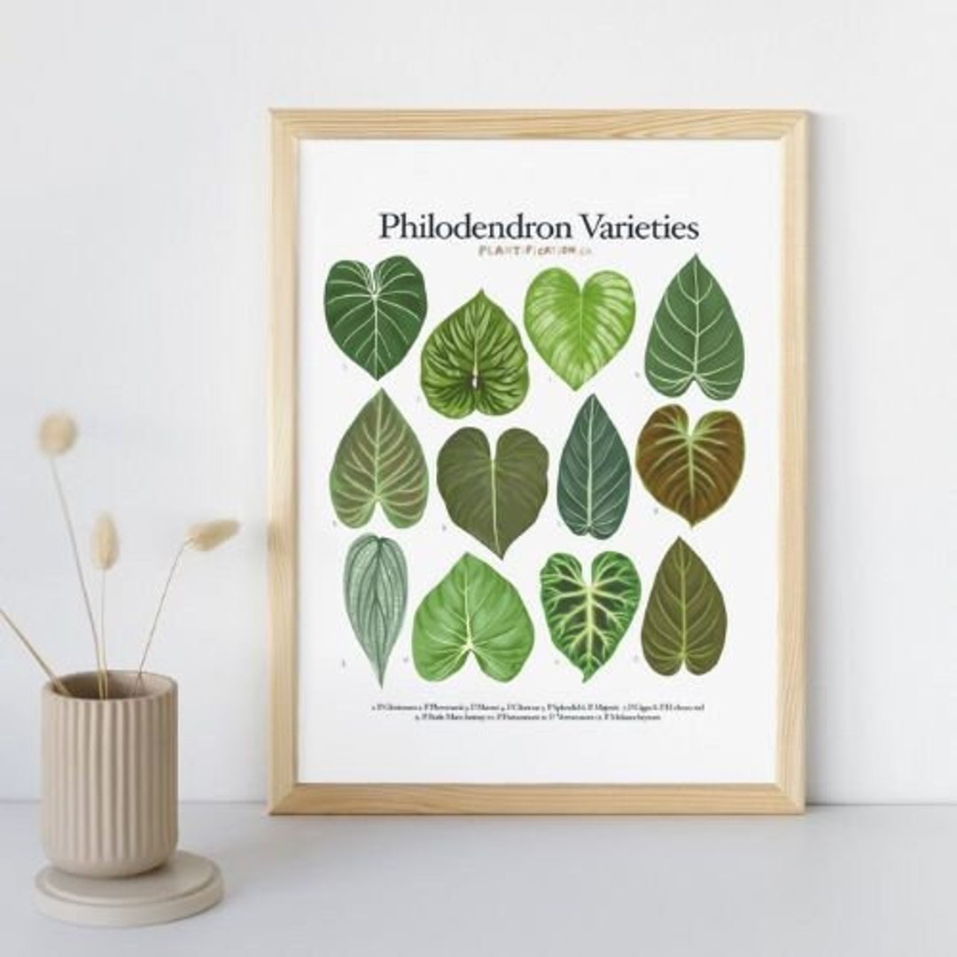 Velvet Philodendron Varieties - Plant Identification Chart - Digital ...