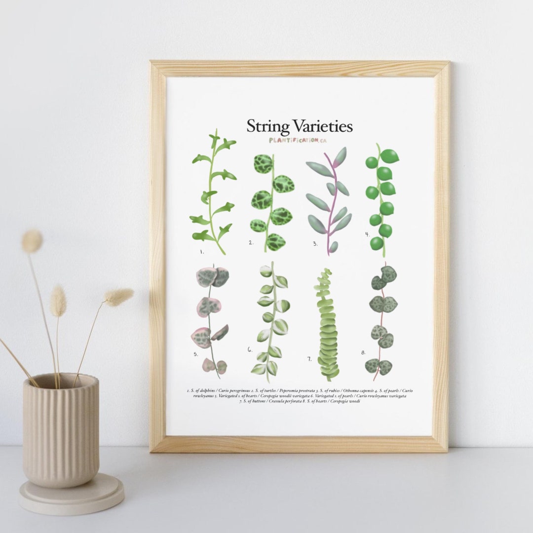 String Varieties - Plant Identification Chart - Digital Download - Etsy