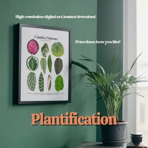 Calathea Varieties - Plant Identification Chart - Digital Download ...