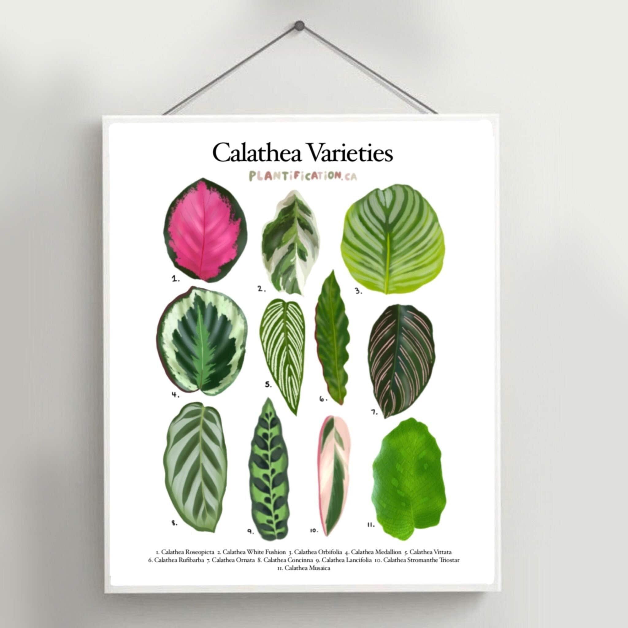 Calathea Varieties Plant Identification Chart Digital - Etsy