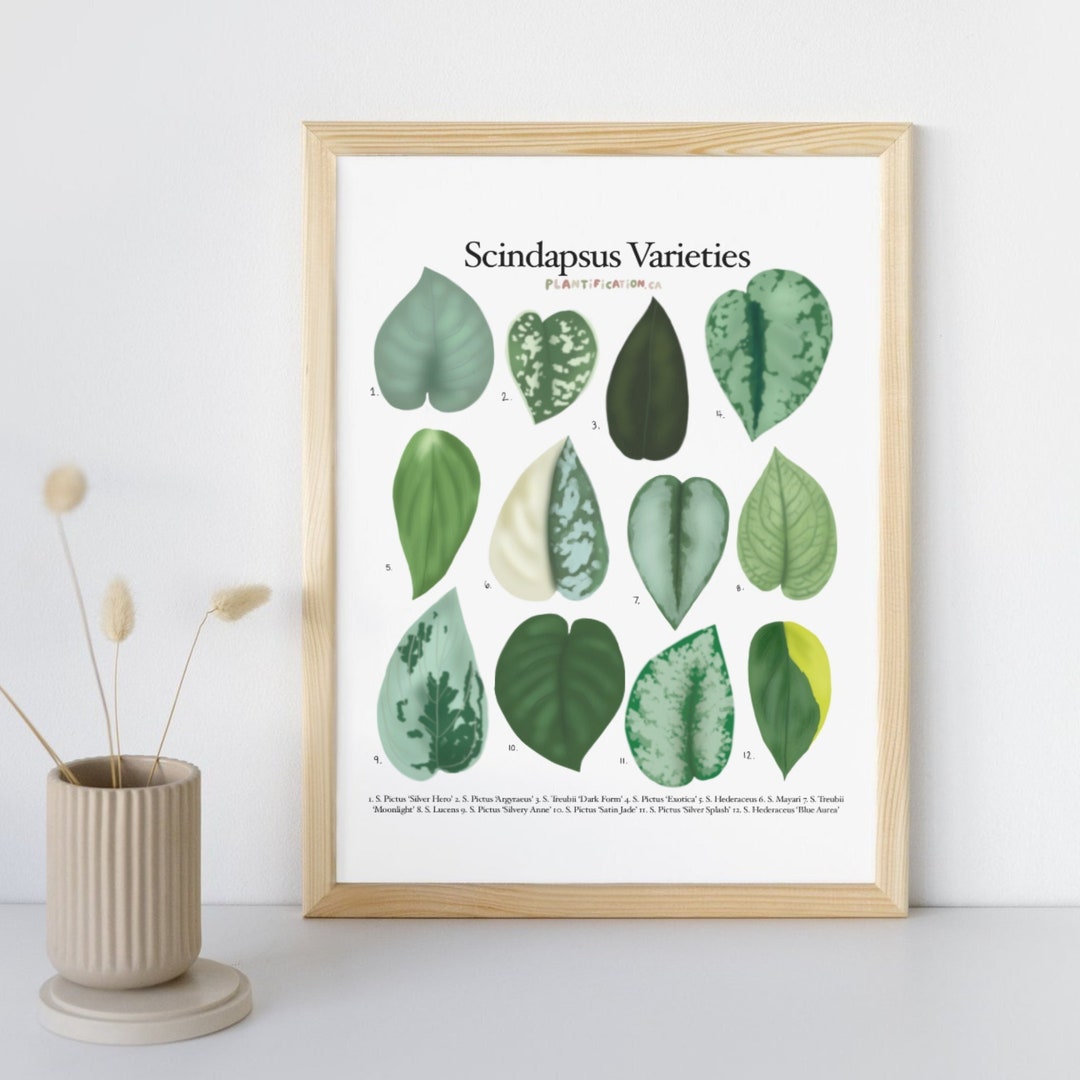 Scindapsus Varieties - Plant Identification Chart - Digital Download - Etsy
