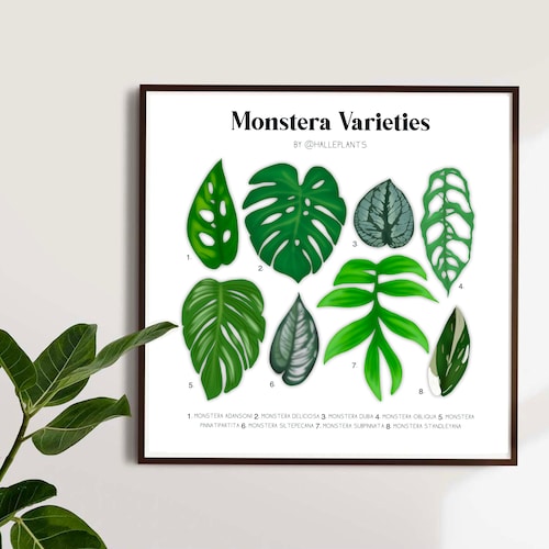 Royal Philodendron Varieties Plant Identification Chart - Etsy