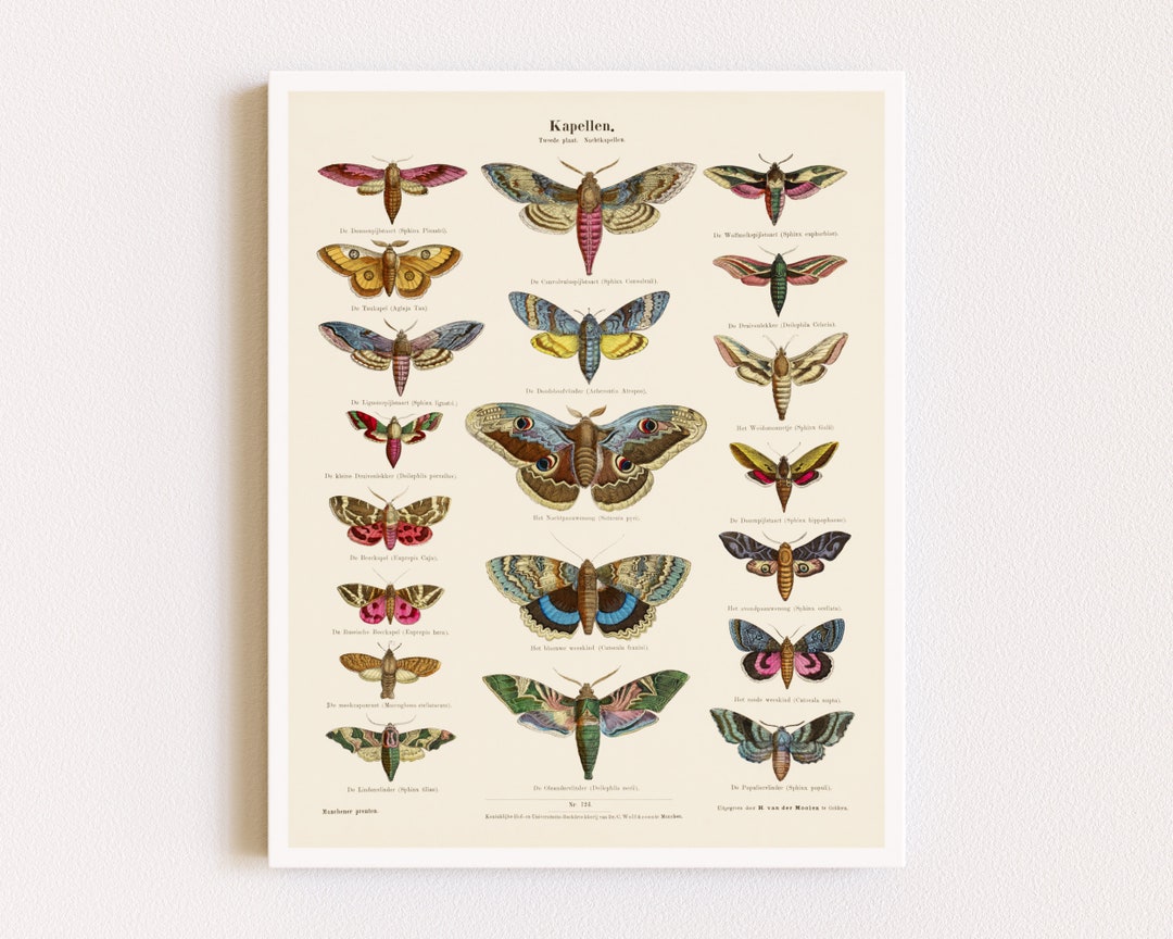 Downloadable Prints | Moth Print | Nature Prints | Vintage Illustration ...
