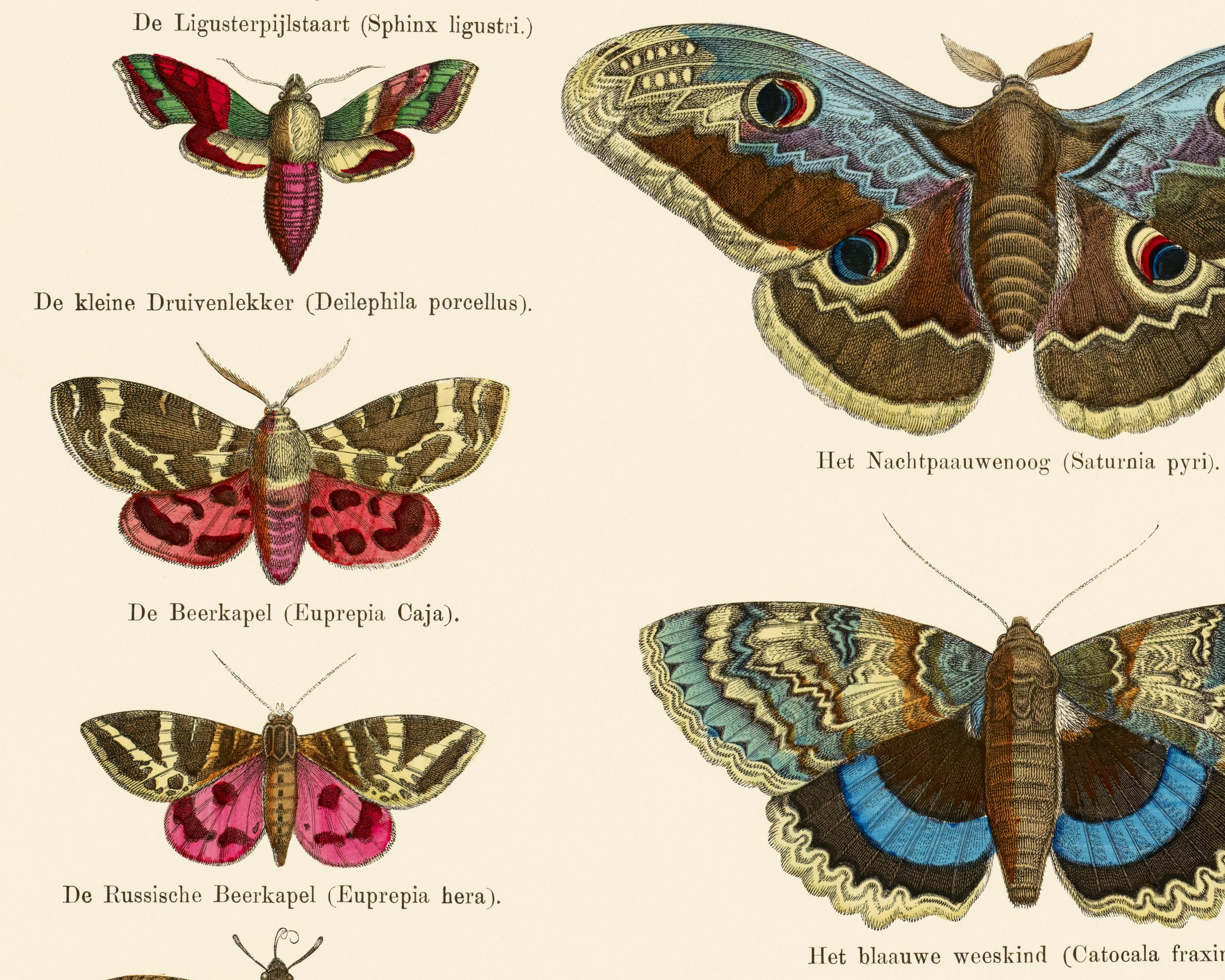 Downloadable Prints Moth Print Nature Prints Vintage - Etsy Ireland