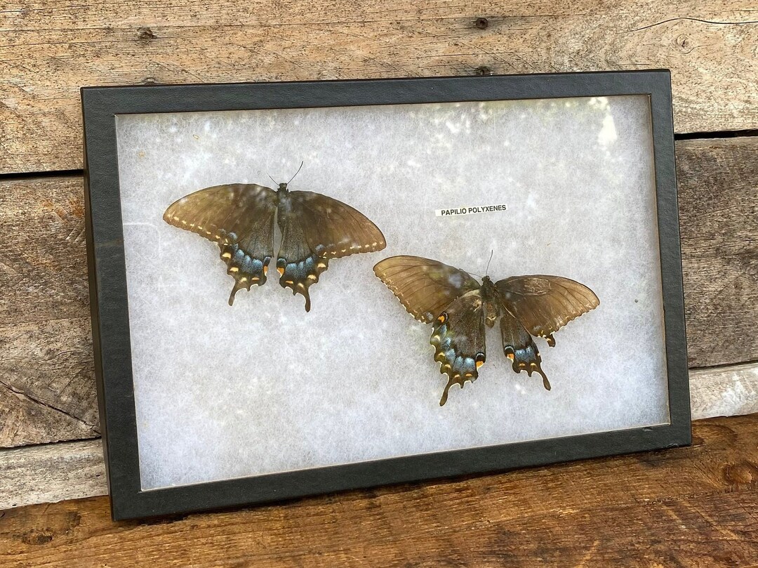 Preserved Butterfly Specimen in Black Frame, Eastern Black Swallowtail ...