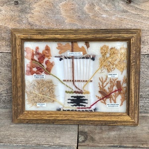 Navajo Dye Color Chart, Native American Plant Dye Chart Framed, Navajo ...