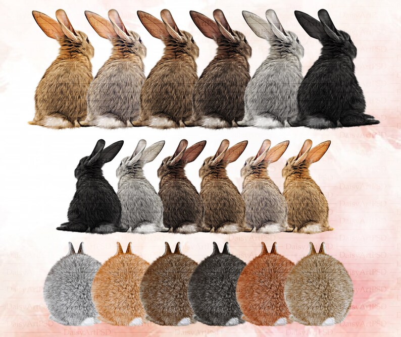 Rabbits Clip Art Cute Pet Clipart Fluffy Pets Colorful - Etsy