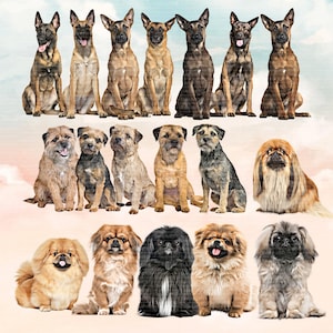 Dog Breeds Sitting in Front Clipart dogs CLIPART 06 - Etsy Canada