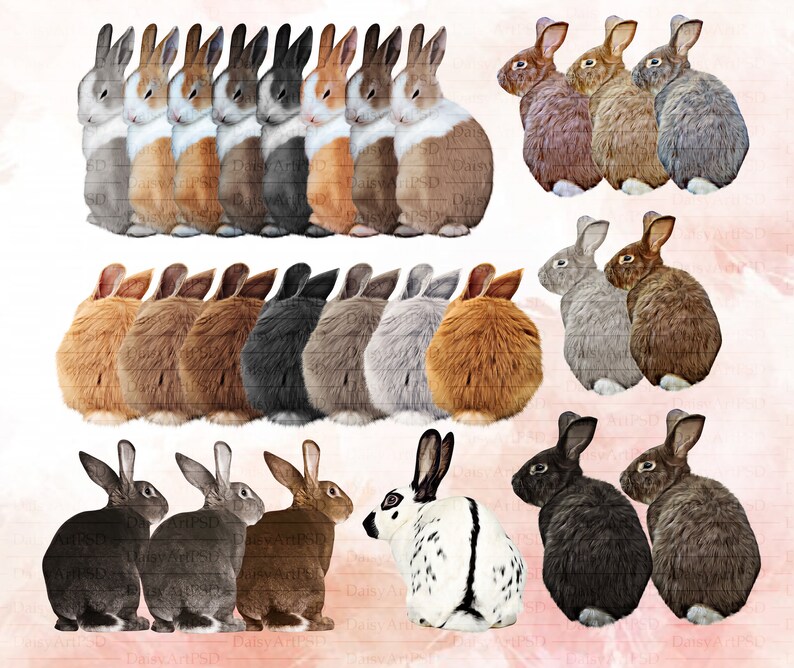 Rabbits Clip Art Cute Pet Clipart Fluffy Pets Colorful - Etsy