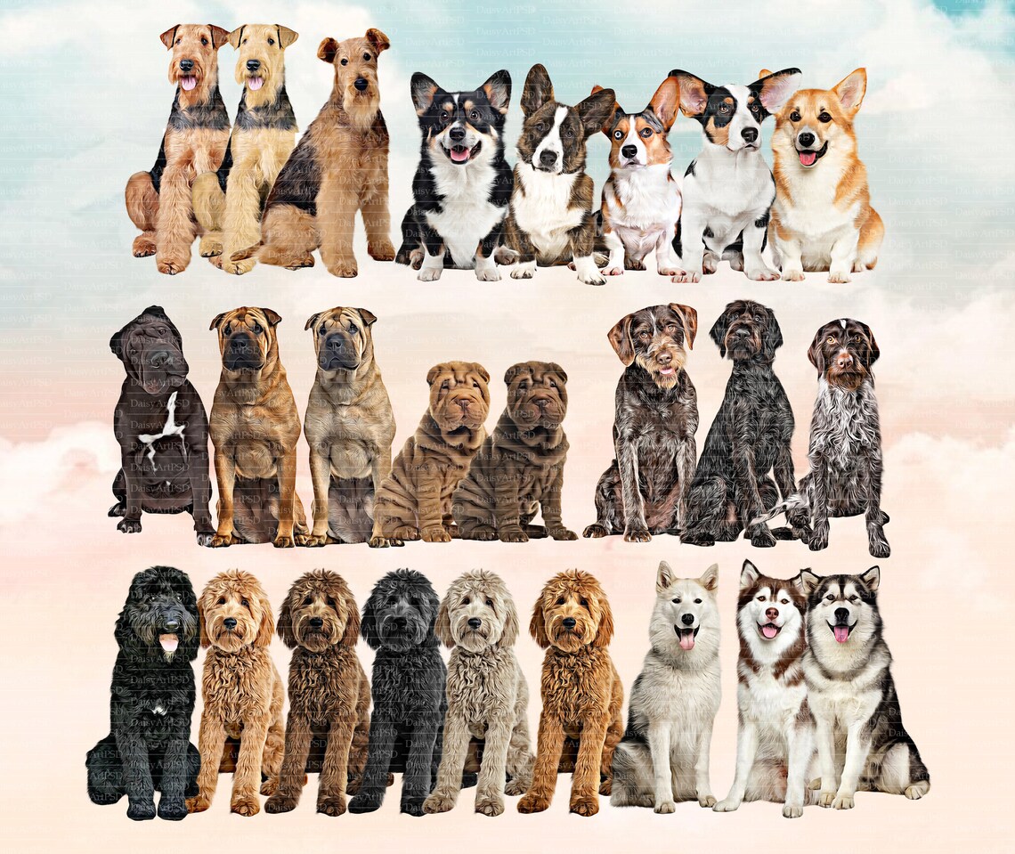 Dog Breeds Sitting in Front Clipart dogs CLIPART 06 - Etsy UK