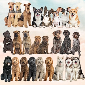 Dog Breeds Sitting in Front Clipart dogs CLIPART 06 - Etsy Canada