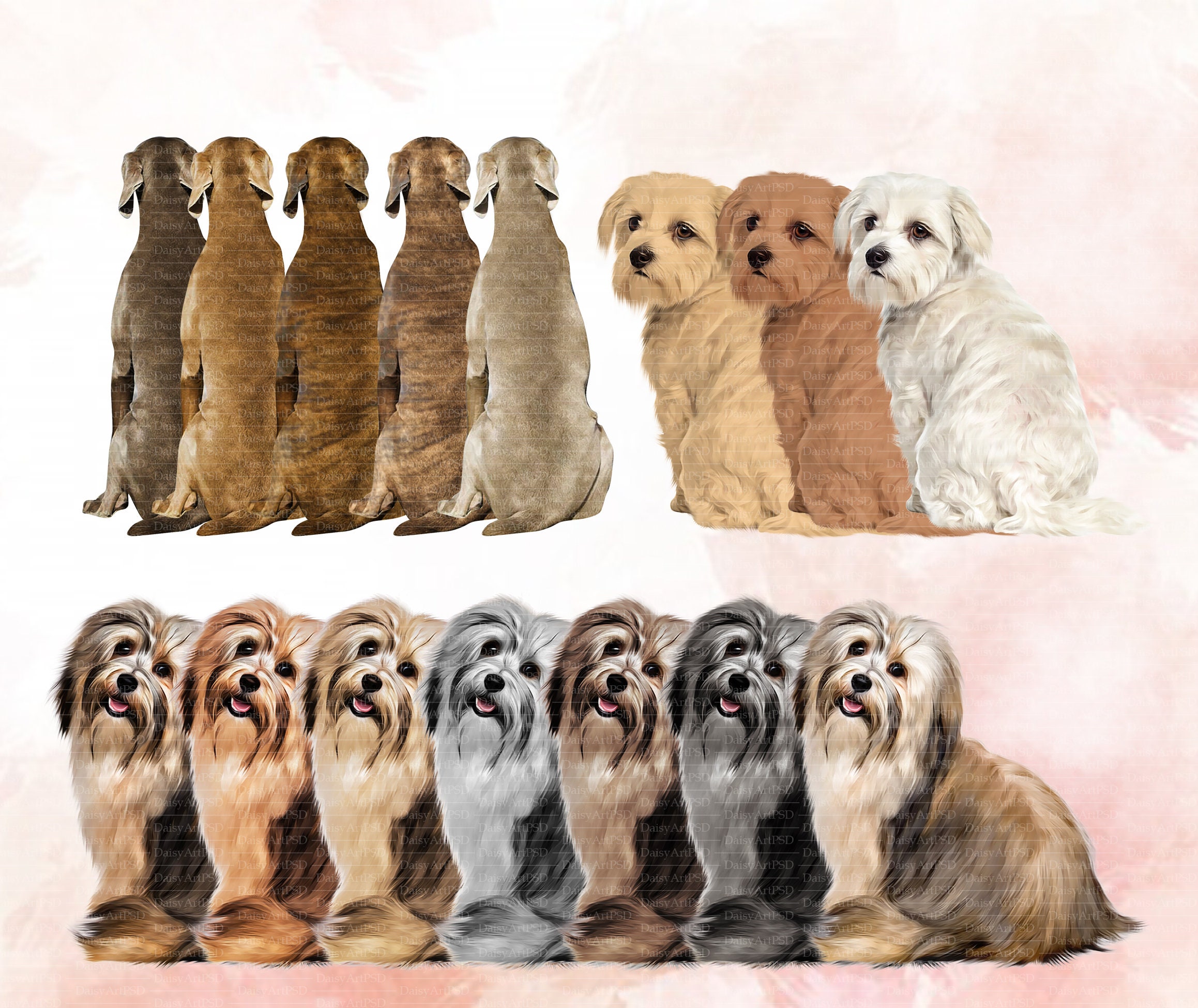 Dog Breeds Clipart dogs CLIPART PETS 04 Cocker | Etsy