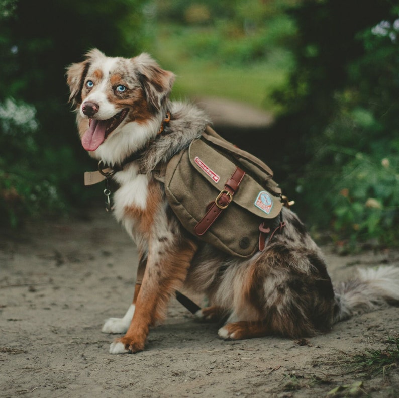 I Nose the Way Compass Patch for Dogs Iron-on Velcro - Etsy