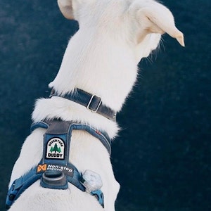 Adventure Buddy Patch for Dogs | Iron-on | Velcro - Etsy