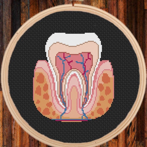Teeth Anatomy: Cross-stitch Pattern - Etsy