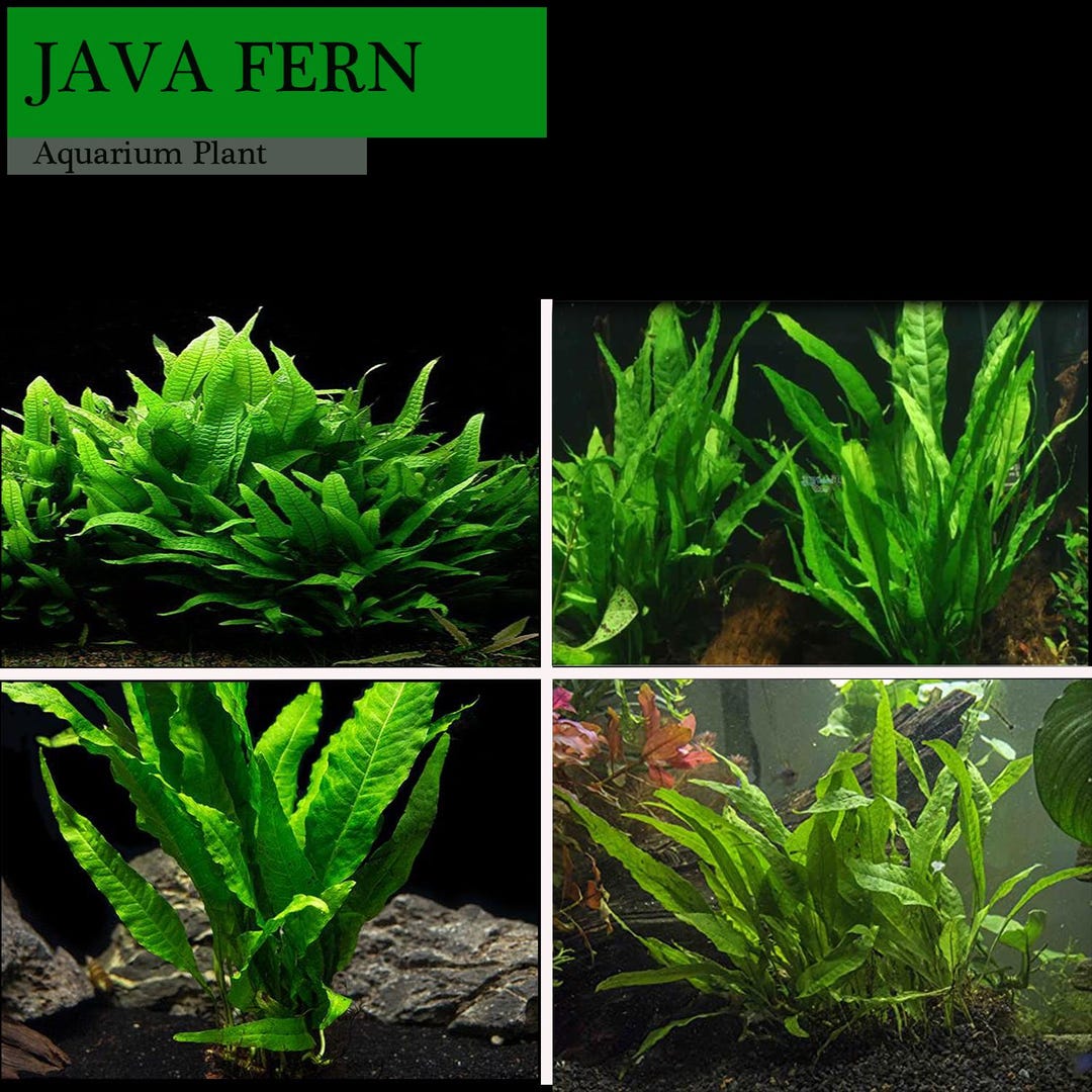 Java Fern Microsorum Pteropus Bare Root | Fish Friendly Plant for ...