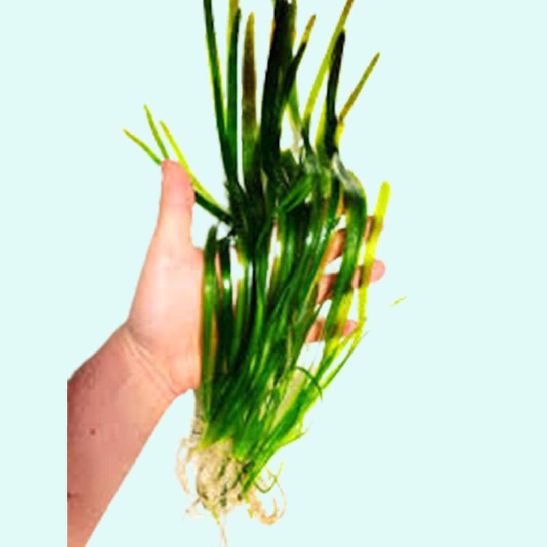 6 Jungle Vallisneria American Val Plants Live Aquatic Plant Bundle ...