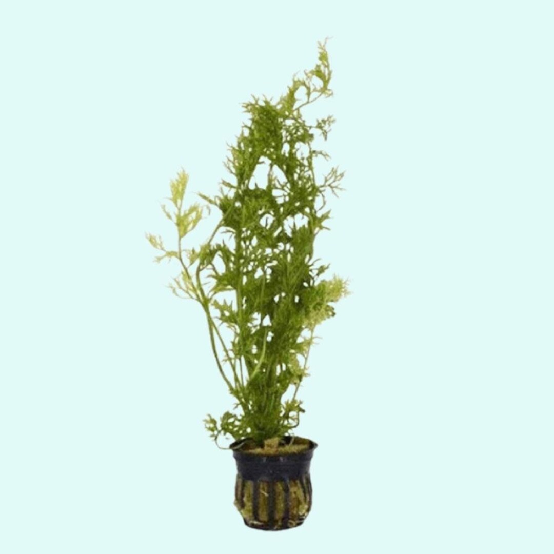 WATER SPRITE (lace Leaf) Potted | BEGINNER | Aquarium Decoration | Live ...