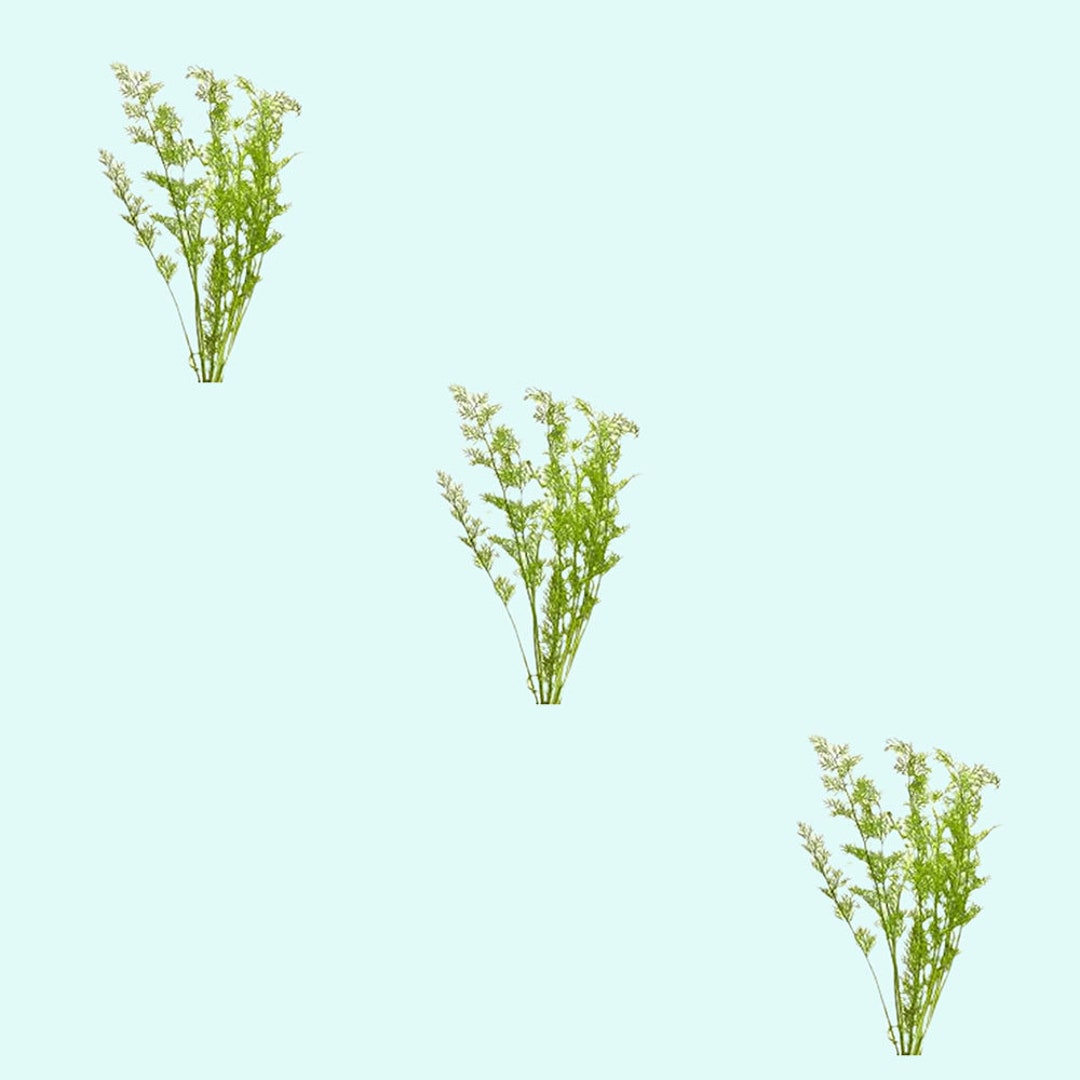 Water Sprite Lace Leaf Medium Pack of 3 Live Aquarium Plants Fast ...