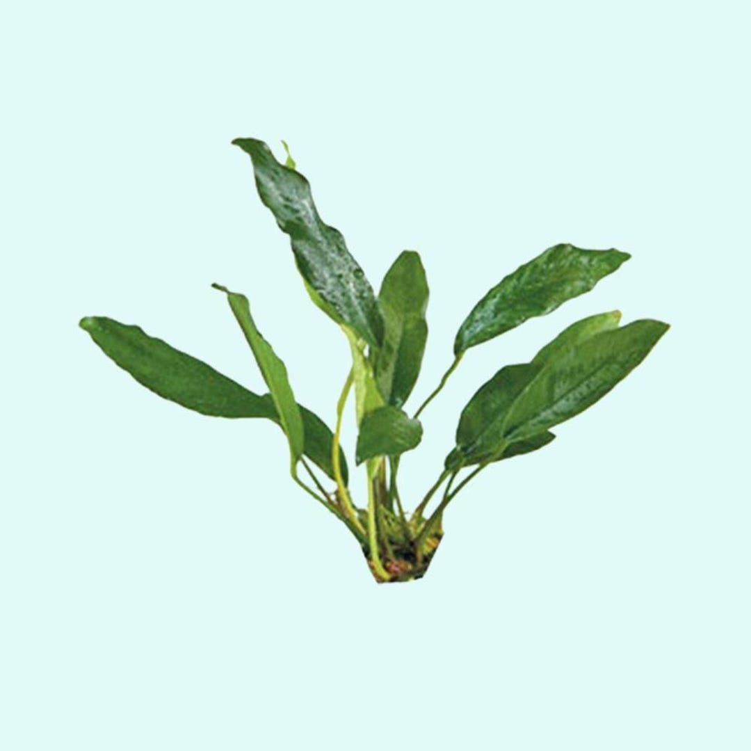 Anubias Afzelii Large | Live Aquarium Plants | Promote High Water ...
