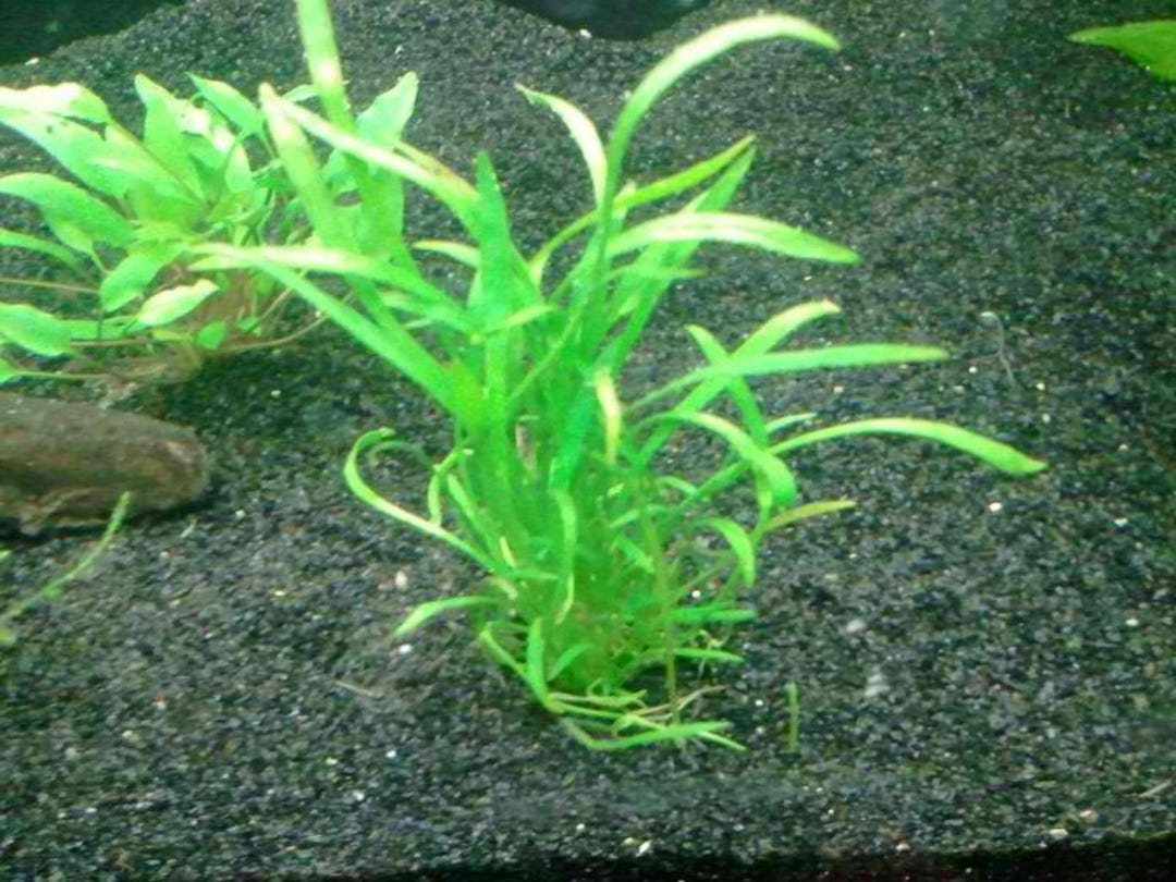 Chain Sword Narrow Leaf Plants | Live Aquarium Plants | Fresh Aquatic ...