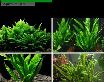 JAVA FERN Live Aquarium Plant Decoration Bare Root medium | Etsy