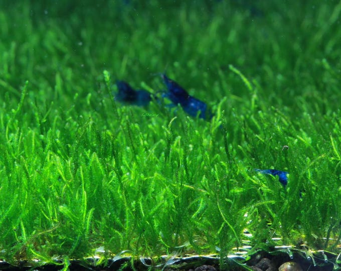 Taiwan Moss for Aquascaping Perfect for All Aquarium Setups Taxiphyllum ...