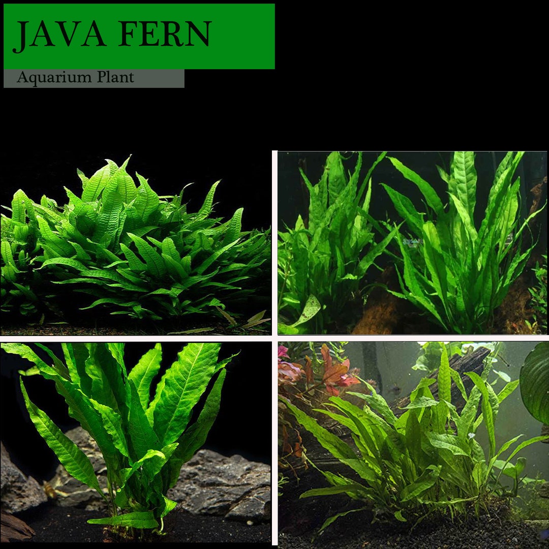 JAVA FERN Live Aquarium Plant Decoration Bare Root medium - Etsy
