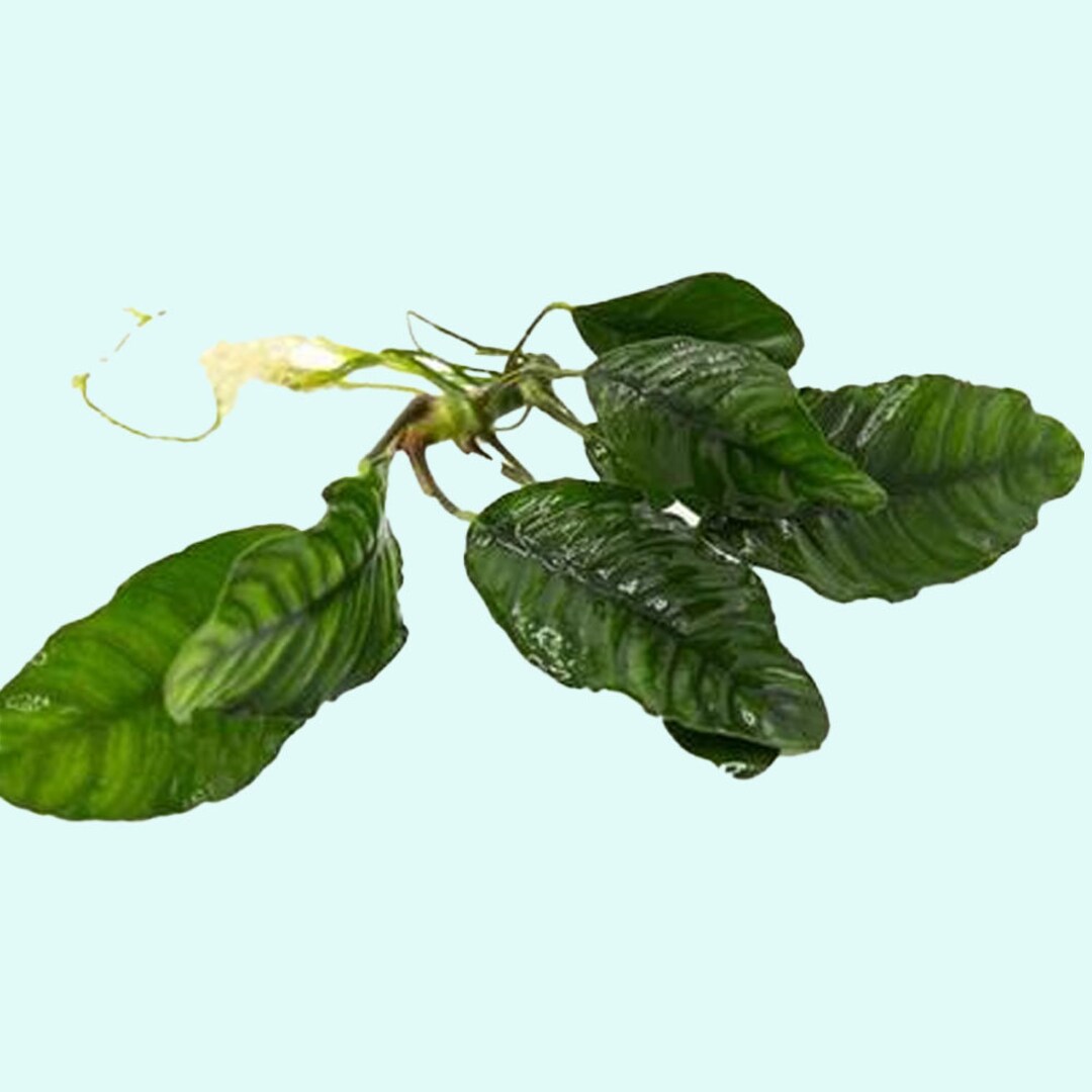 Anubias Barteri coffeefolia Live Aquarium Plants Fresh Water Aquatic ...