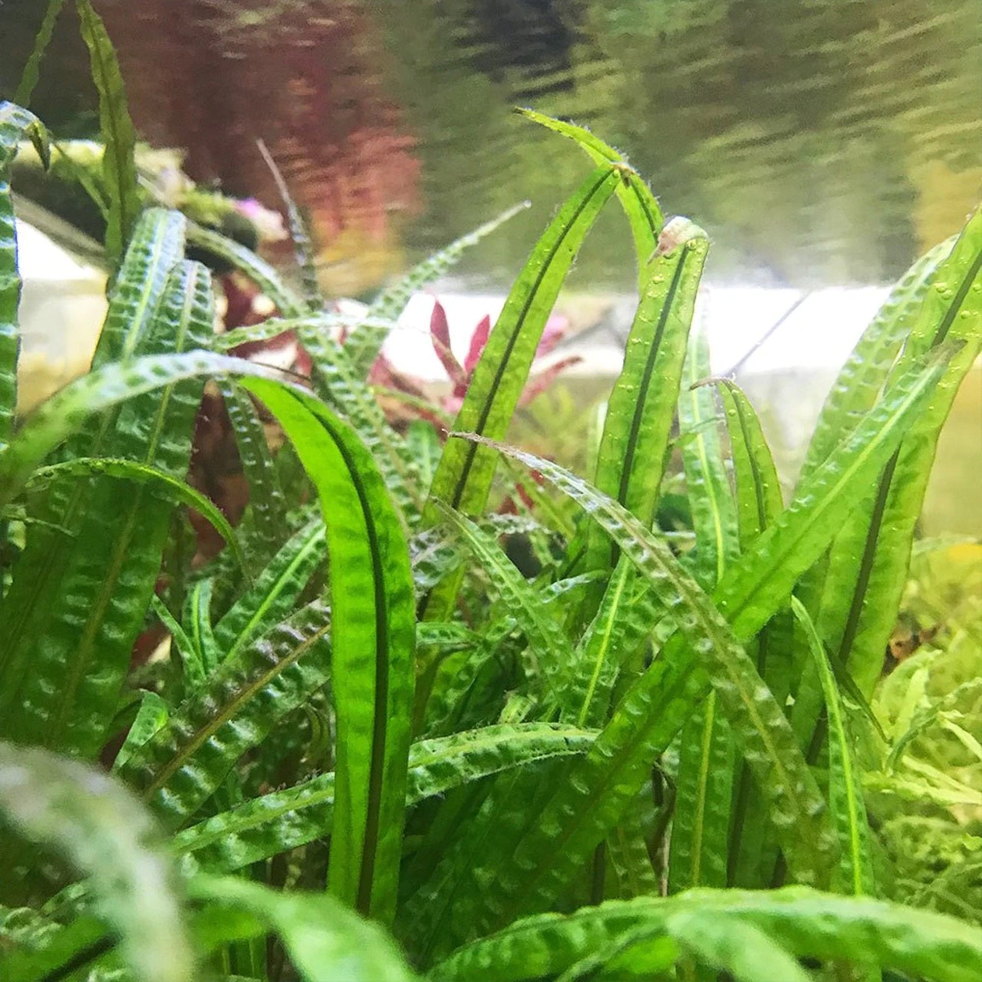 BEGINNER Live Aquarium Plant Cryptocoryne Crypt Balansae | Etsy