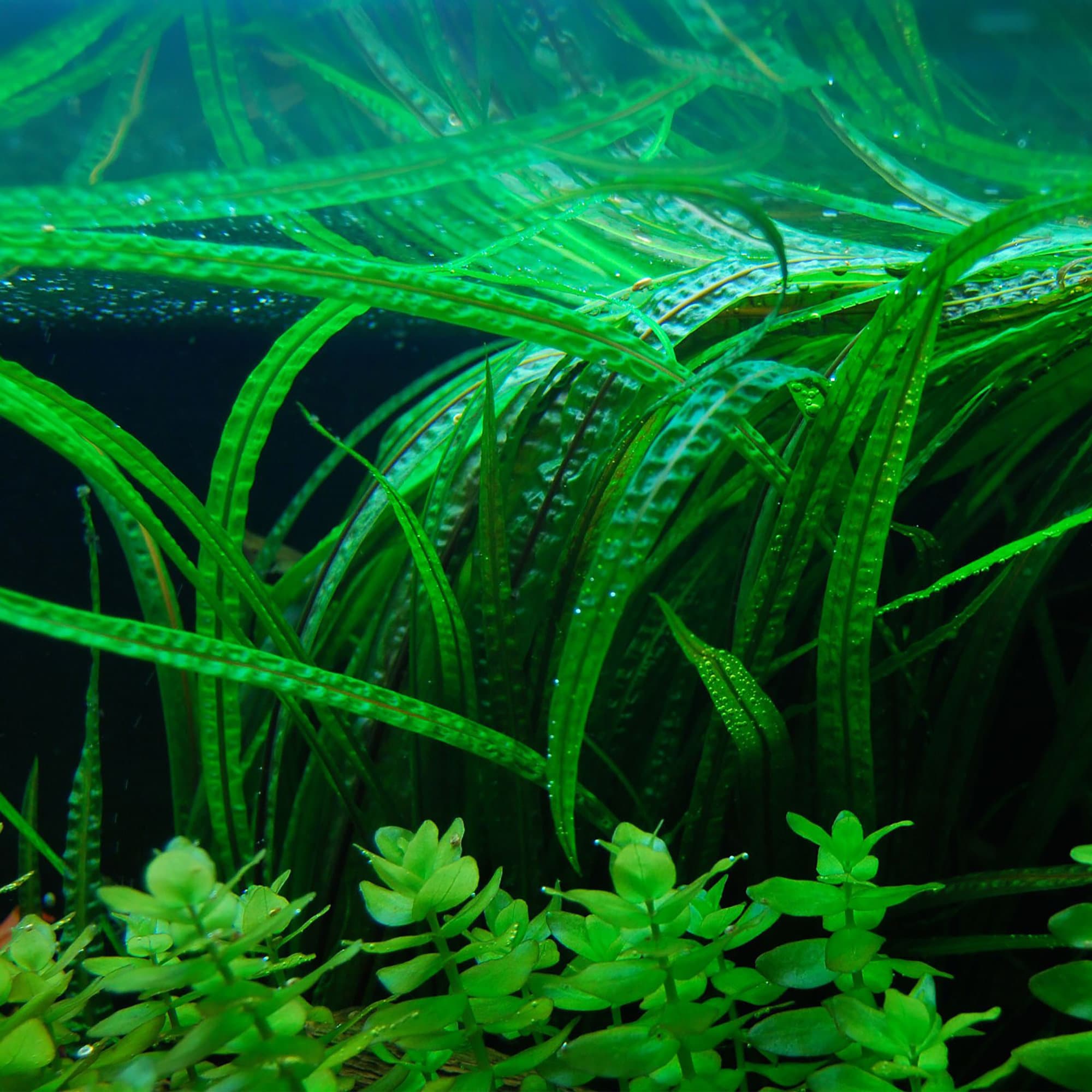 BEGINNER Live Aquarium Plant Cryptocoryne Crypt Balansae | Etsy