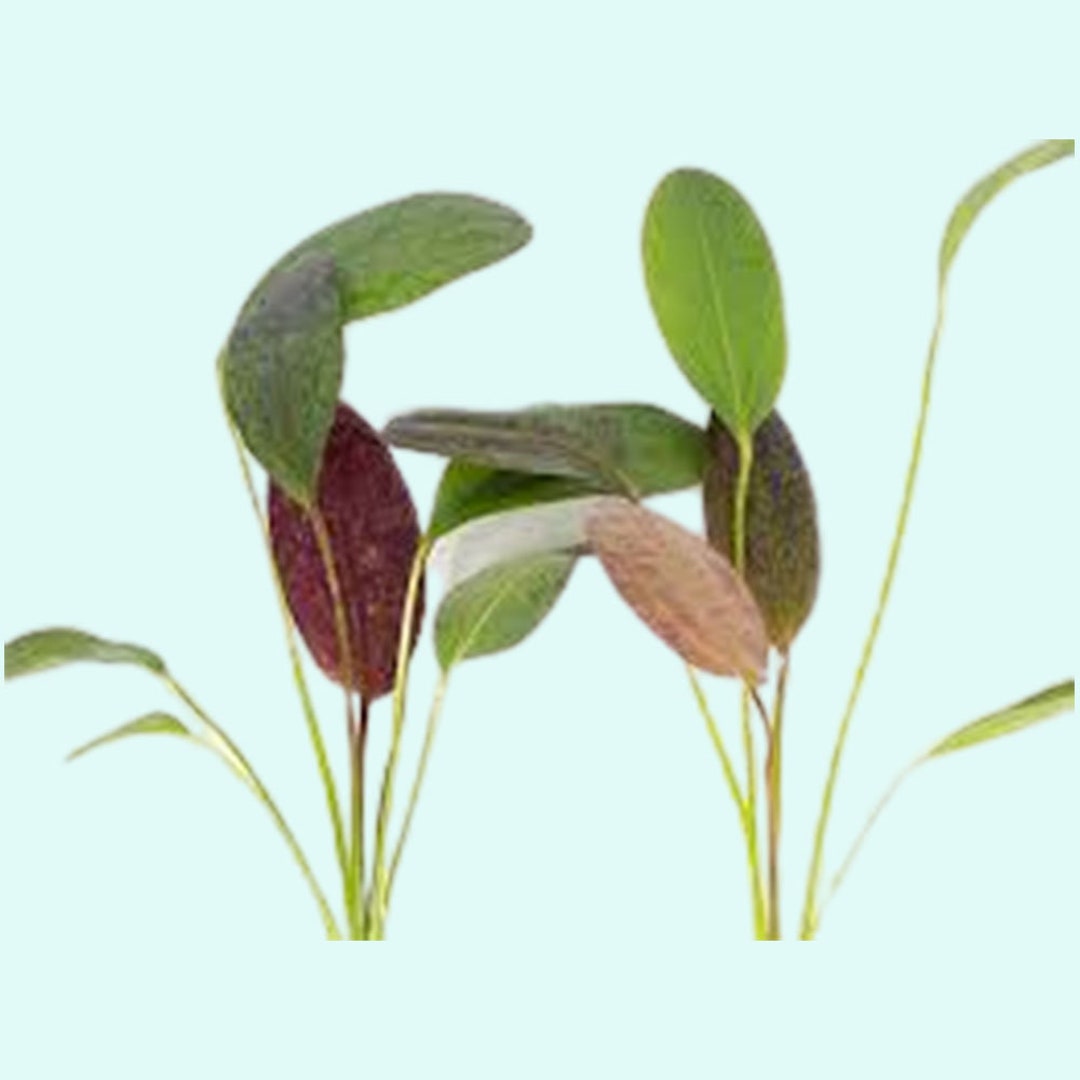 Amazon Sword Red Flame Small Live Aquarium Aquatic Plants - Etsy