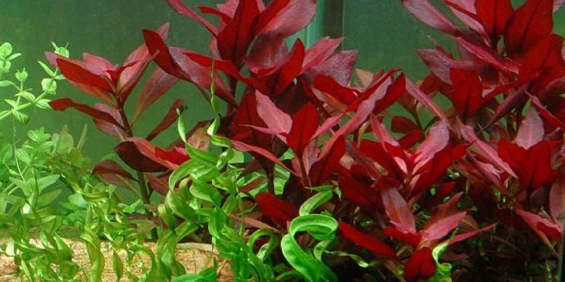 Ludwigia Repens Super Red Mini Live Aquarium Aquatic Plants | Etsy