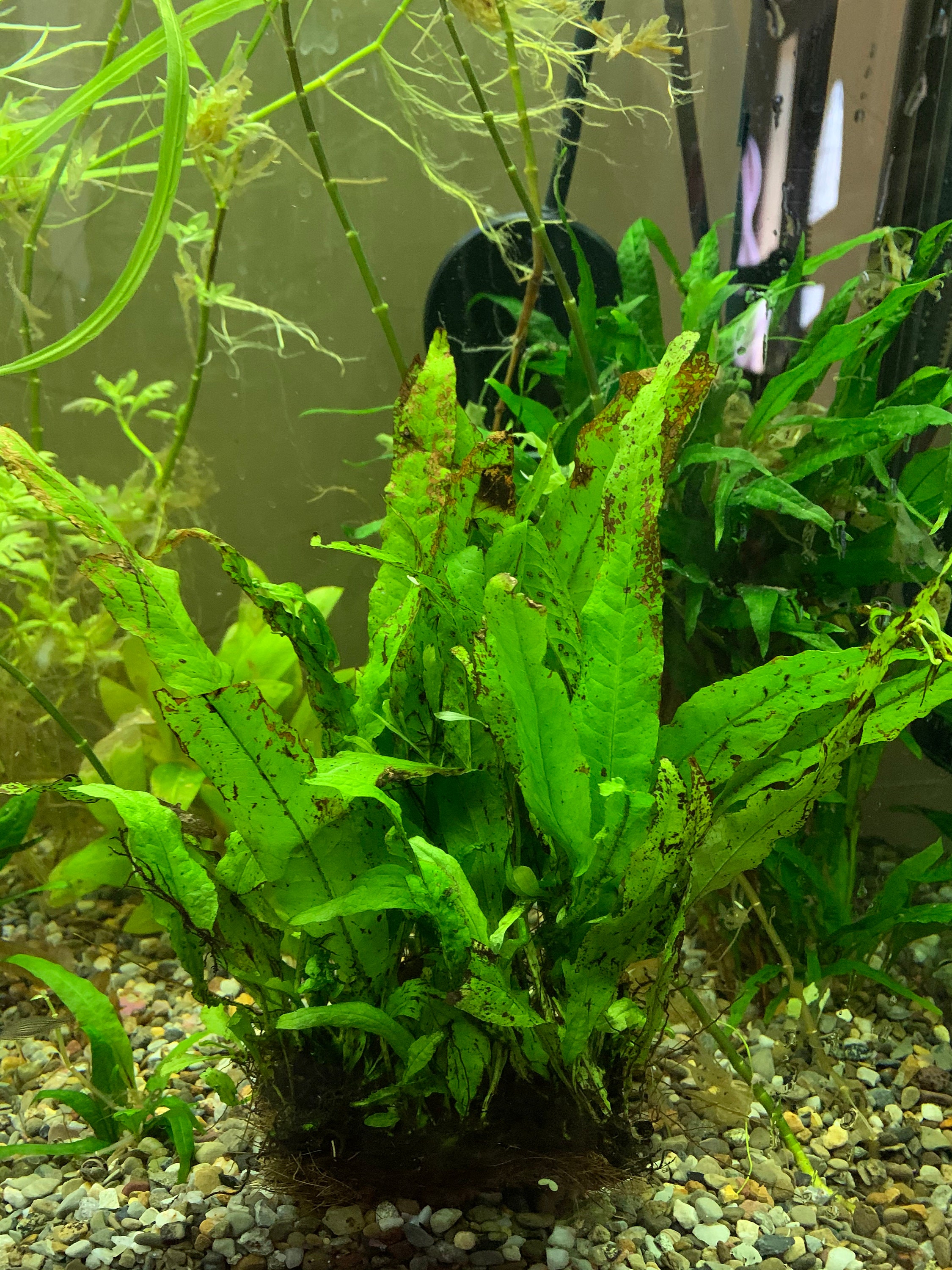 Java Fern Bare Root Medium Live Aquarium Aquatic Plants Free | Etsy